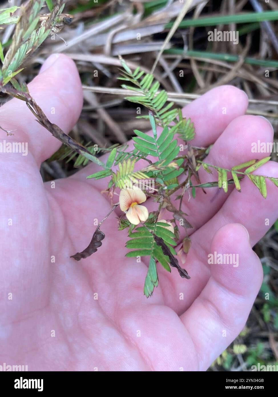 Shyleaf hi-res stock photography and images - Alamy