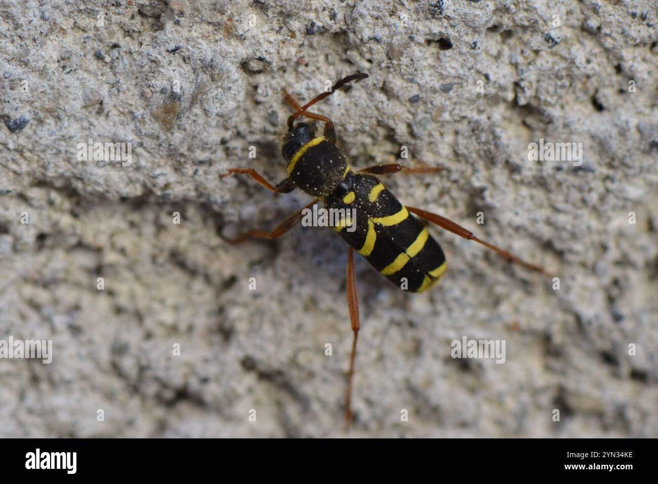Wasp Beetle (Clytus arietis Stock Photo - Alamy