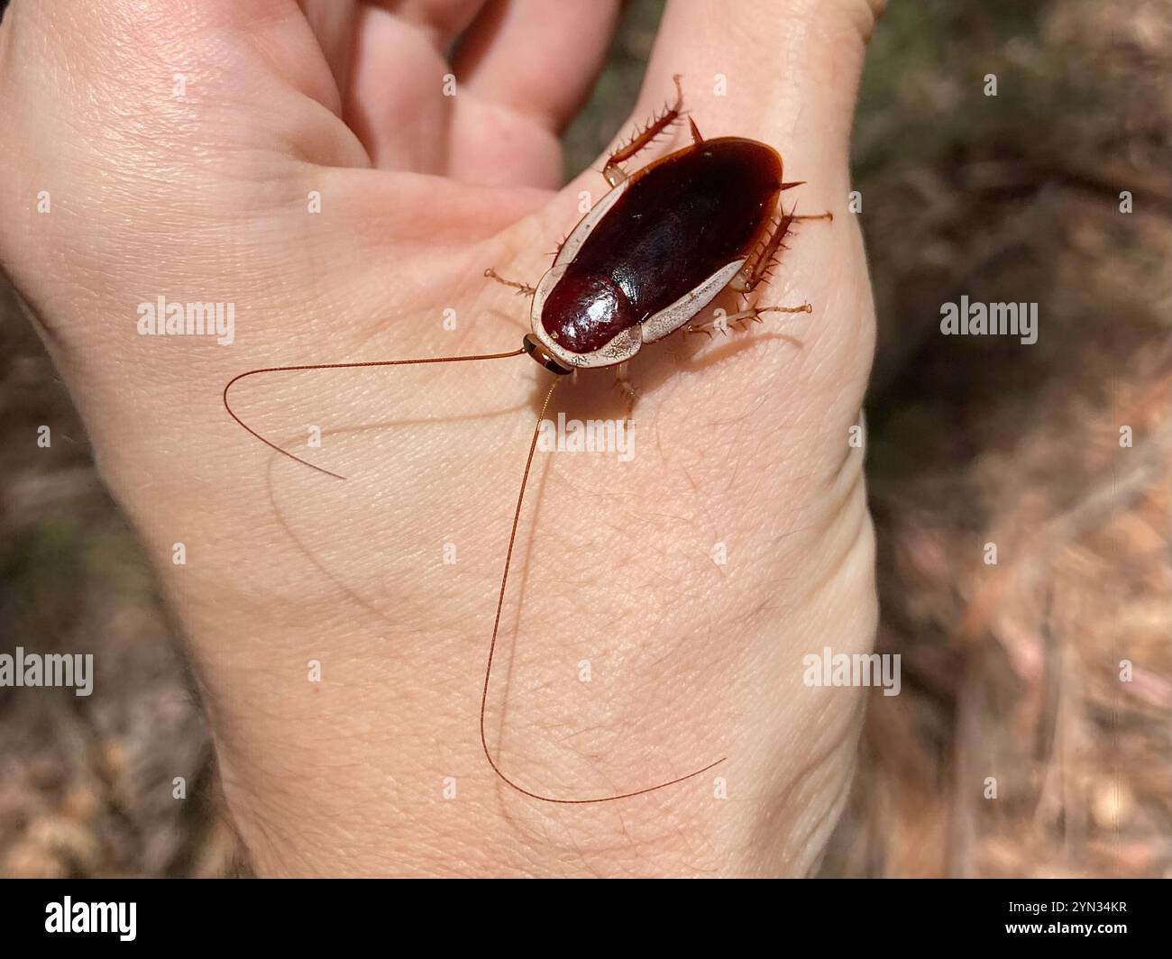 Methana hi-res stock photography and images - Alamy
