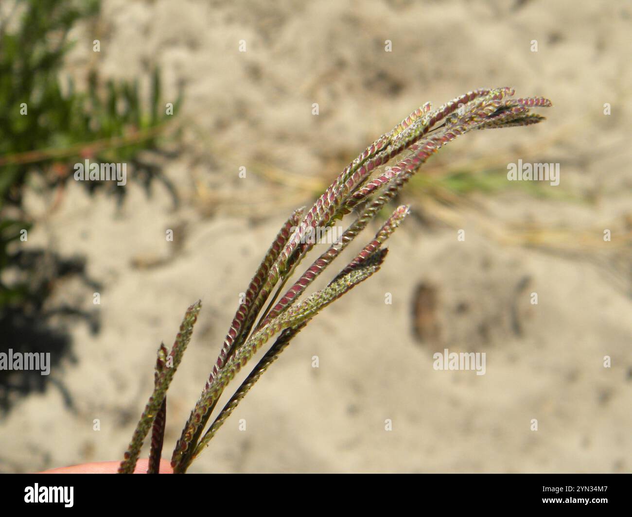 Vasey Grass (Paspalum urvillei Stock Photo - Alamy