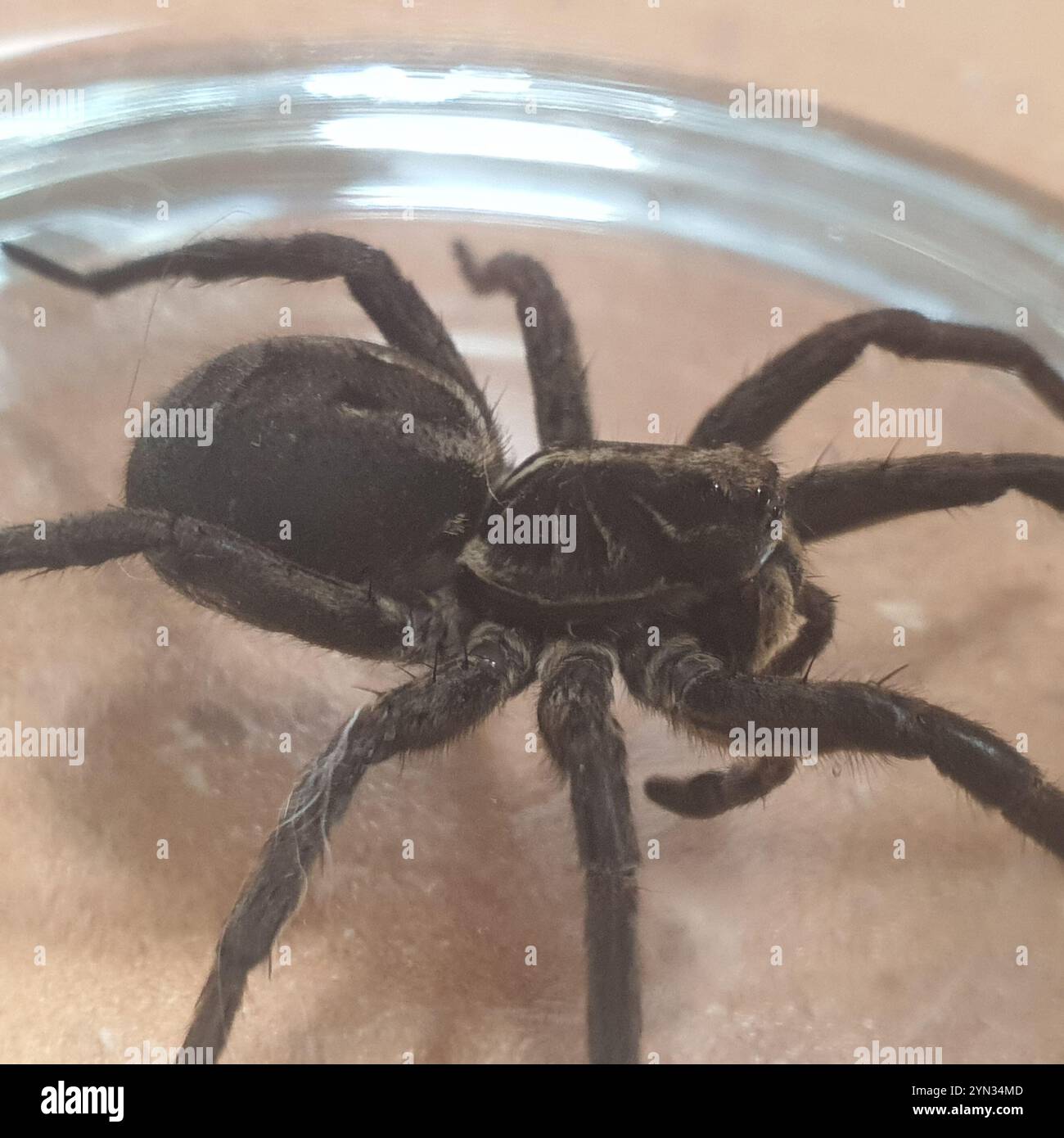 Union-Jack Wolf Spiders (Tasmanicosa Stock Photo - Alamy