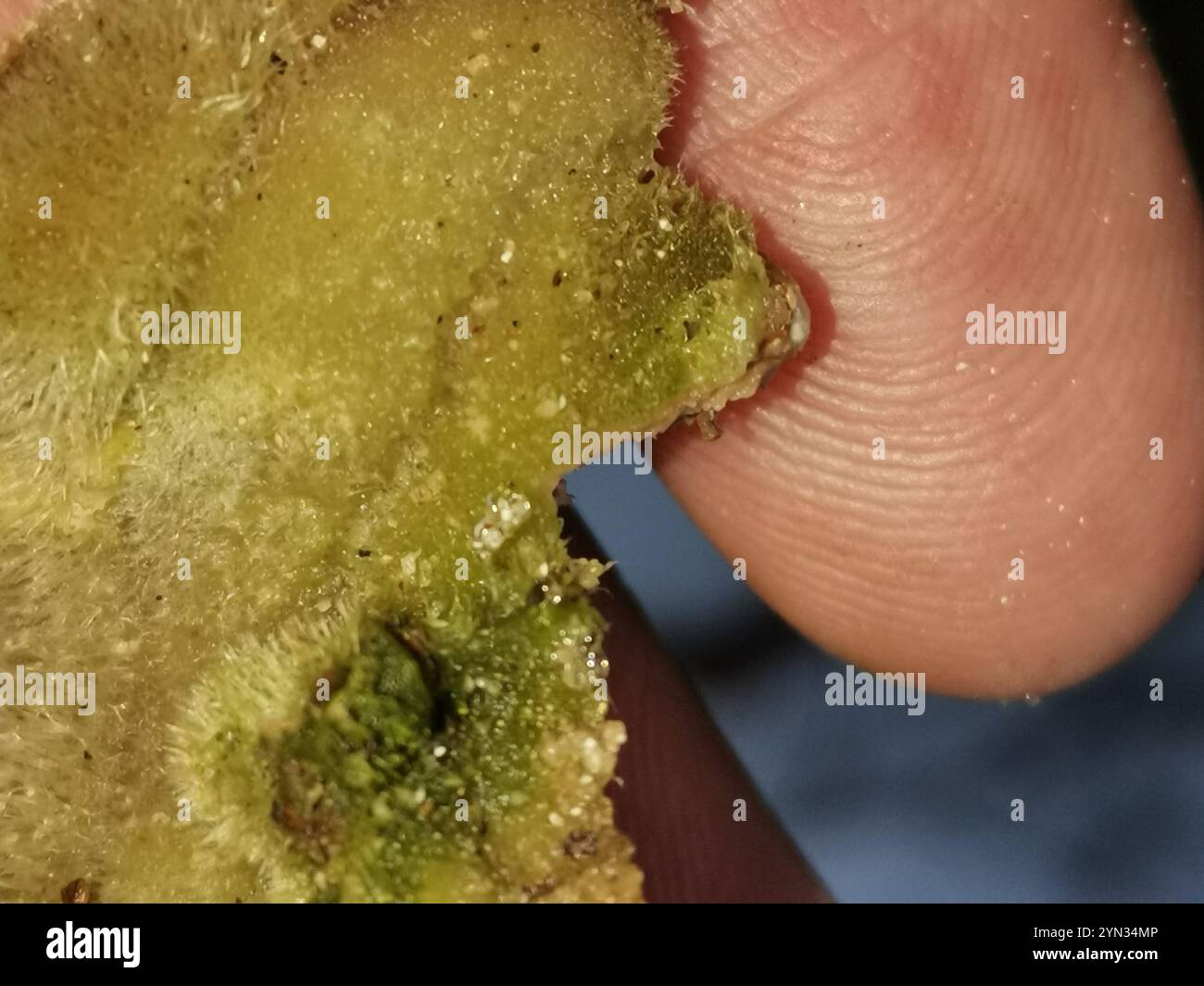 Cerrena unicolor hi-res stock photography and images - Alamy