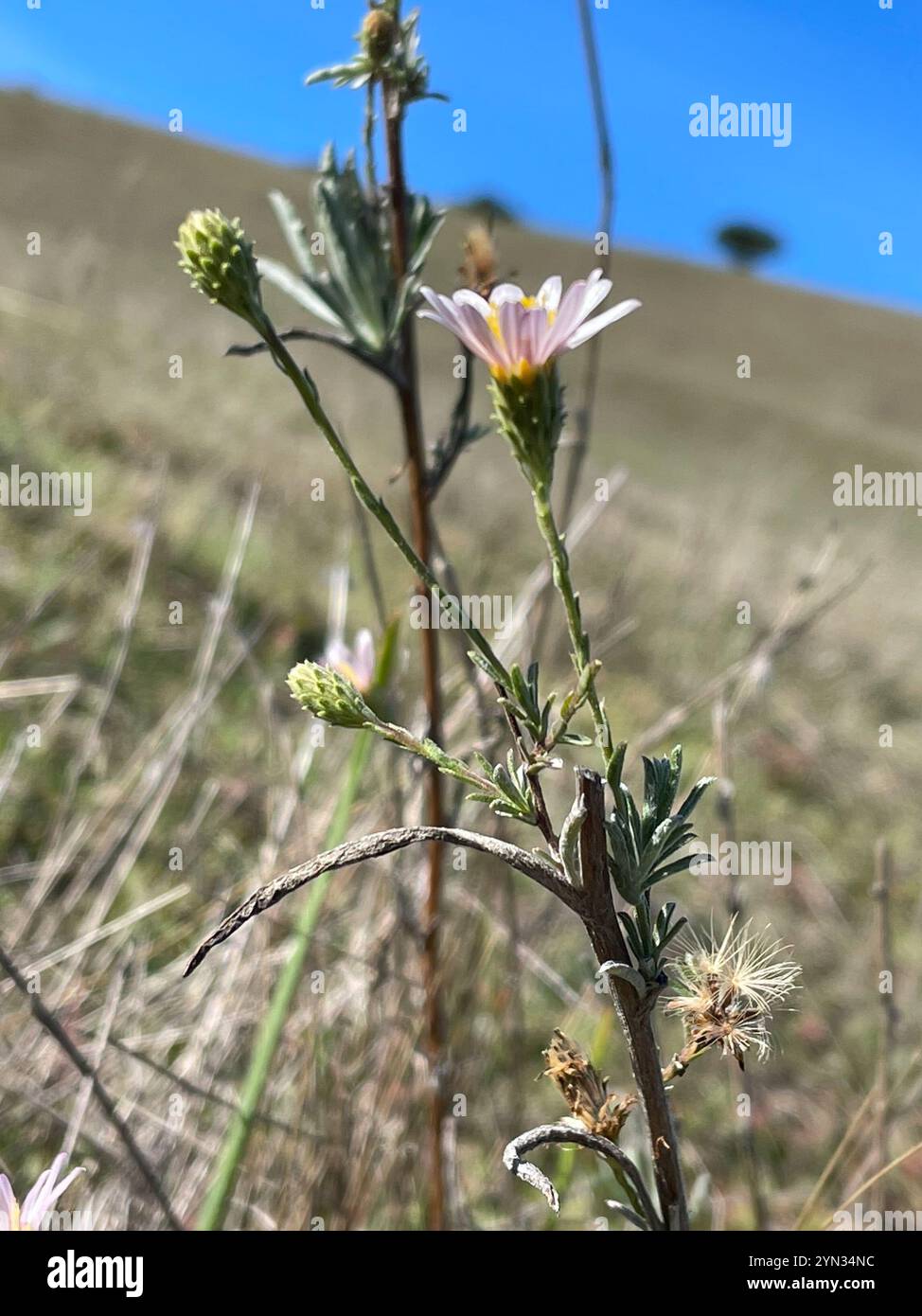 Corethrogyne filaginifolia hi-res stock photography and images - Alamy