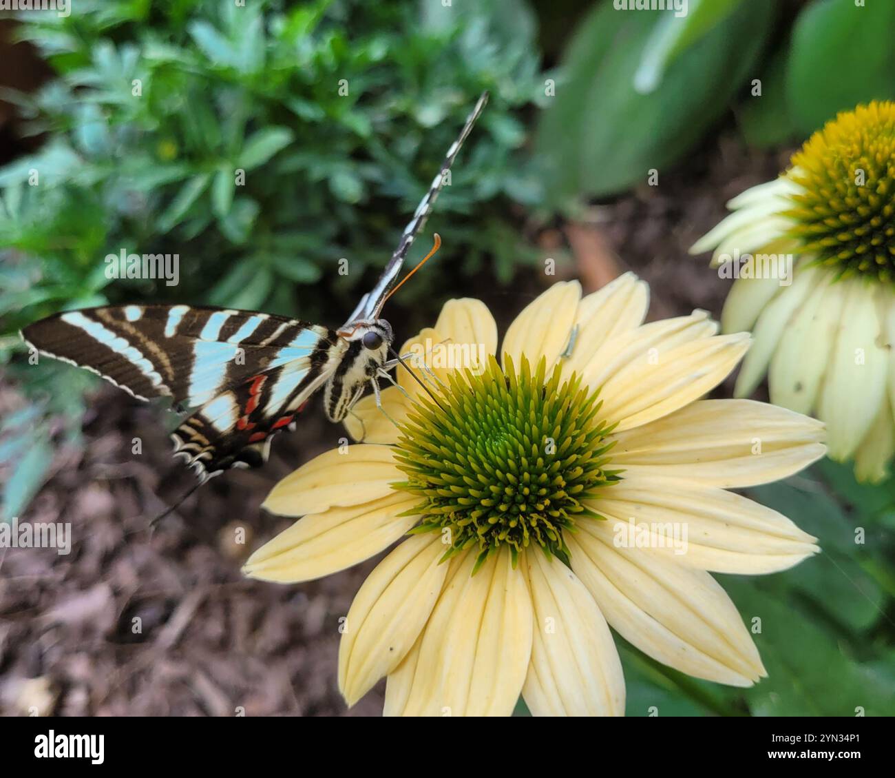 Zebra Swallowtail (Eurytides marcellus Stock Photo - Alamy