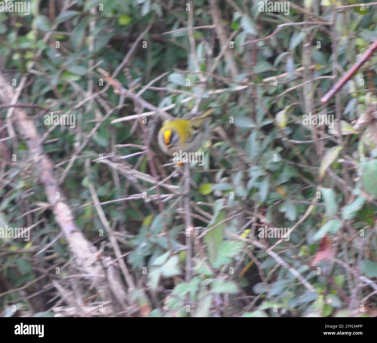 Common Firecrest (Regulus ignicapilla Stock Photo - Alamy