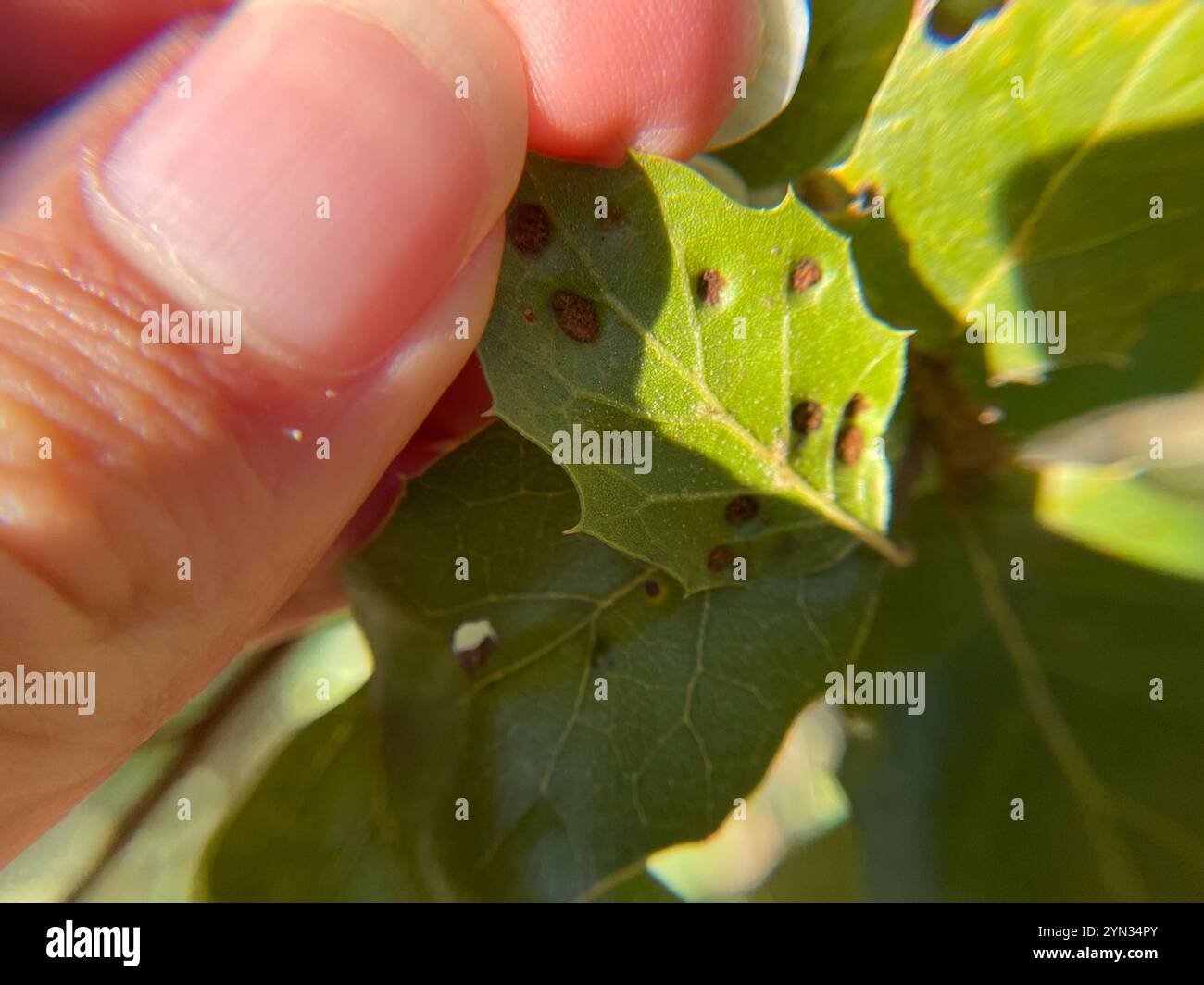 Live Oak Erineum Mite (Aceria mackiei Stock Photo - Alamy