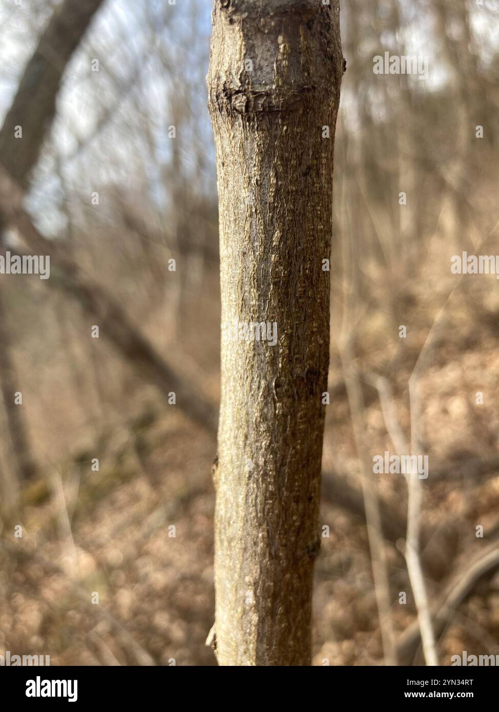 American bladdernut (Staphylea trifolia Stock Photo - Alamy