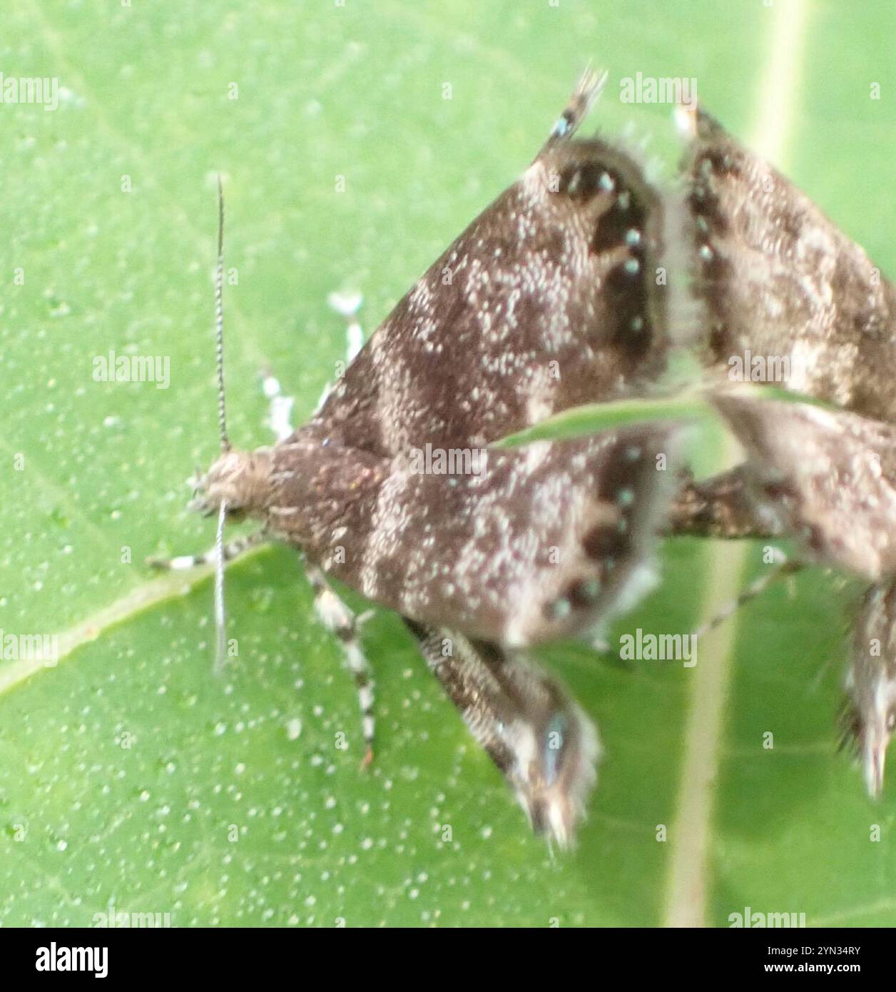 Peacock Moths (Brenthia Stock Photo - Alamy