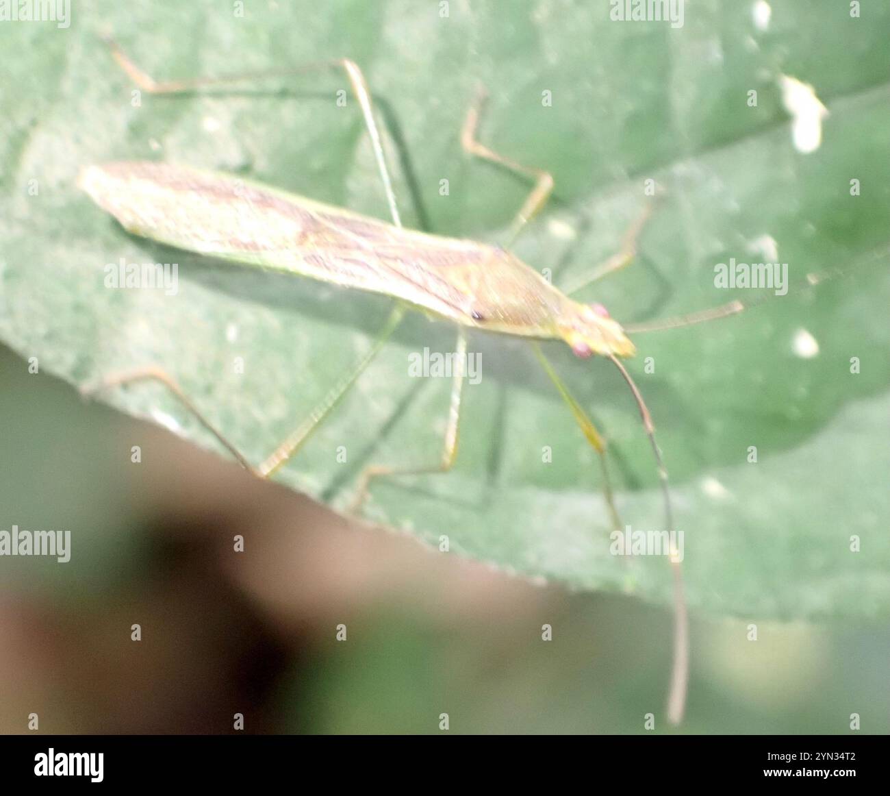 rice bugs (Stenocoris Stock Photo - Alamy