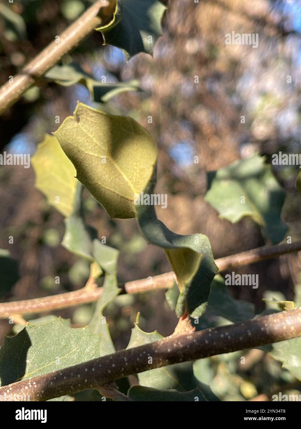 Arizona white oak (Quercus arizonica Stock Photo - Alamy