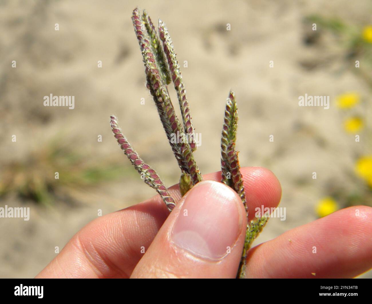 Vasey Grass (Paspalum urvillei Stock Photo - Alamy