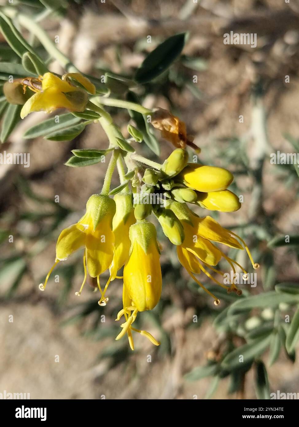 Bladderpod (Cleomella arborea Stock Photo - Alamy