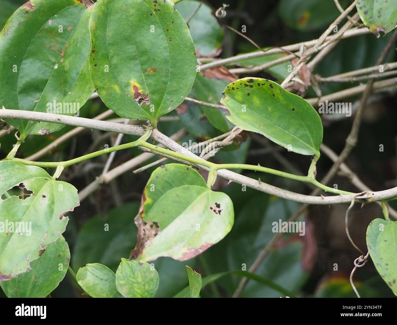 East Asian greenbrier (Smilax china Stock Photo - Alamy