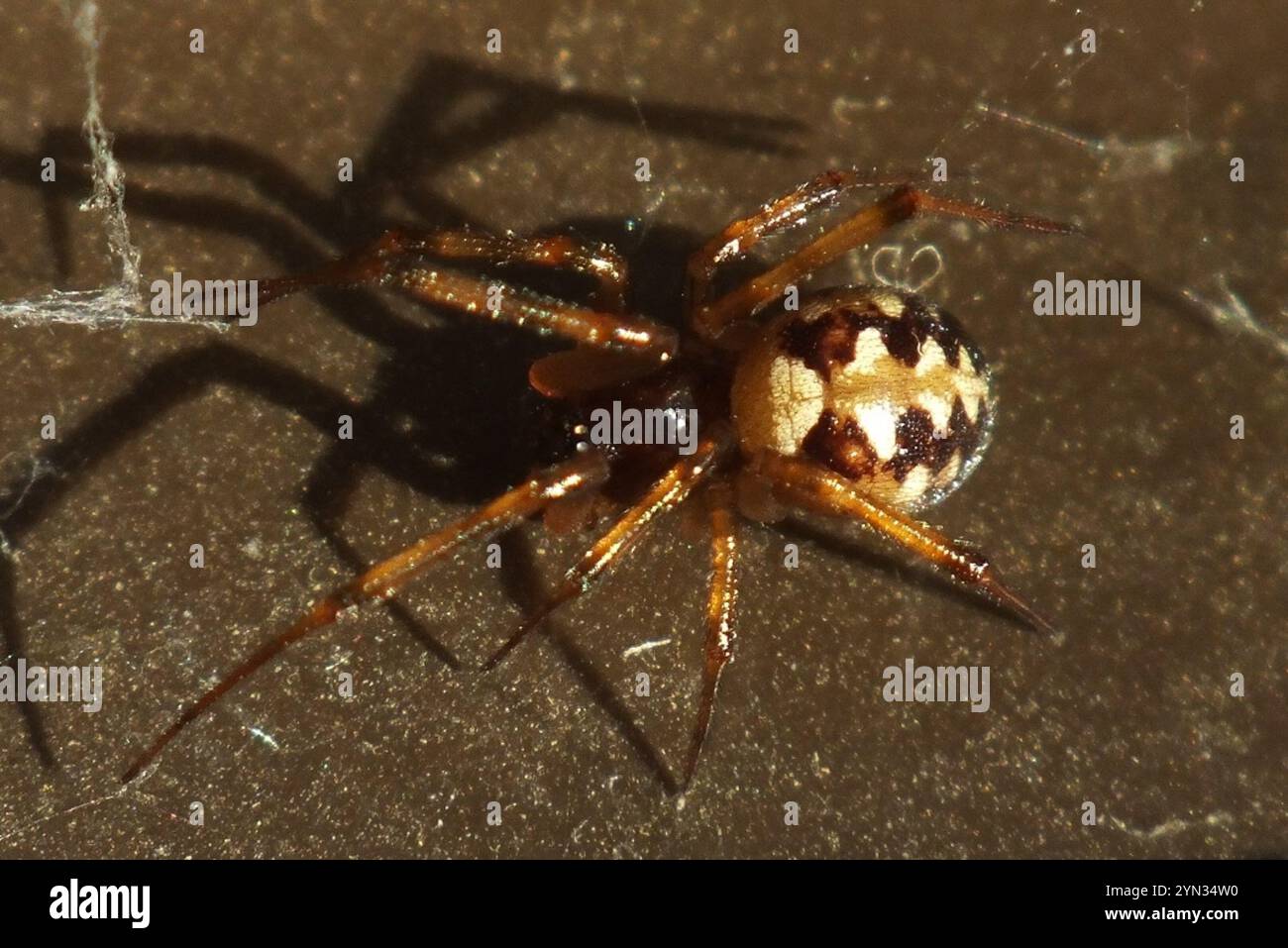 Triangulate Combfoot (Steatoda triangulosa Stock Photo - Alamy