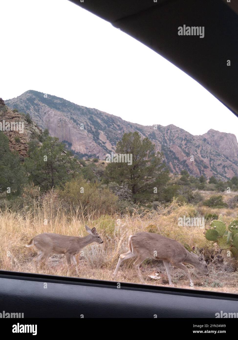 Sierra del Carmen White-tailed Deer (Odocoileus virginianus carminis ...