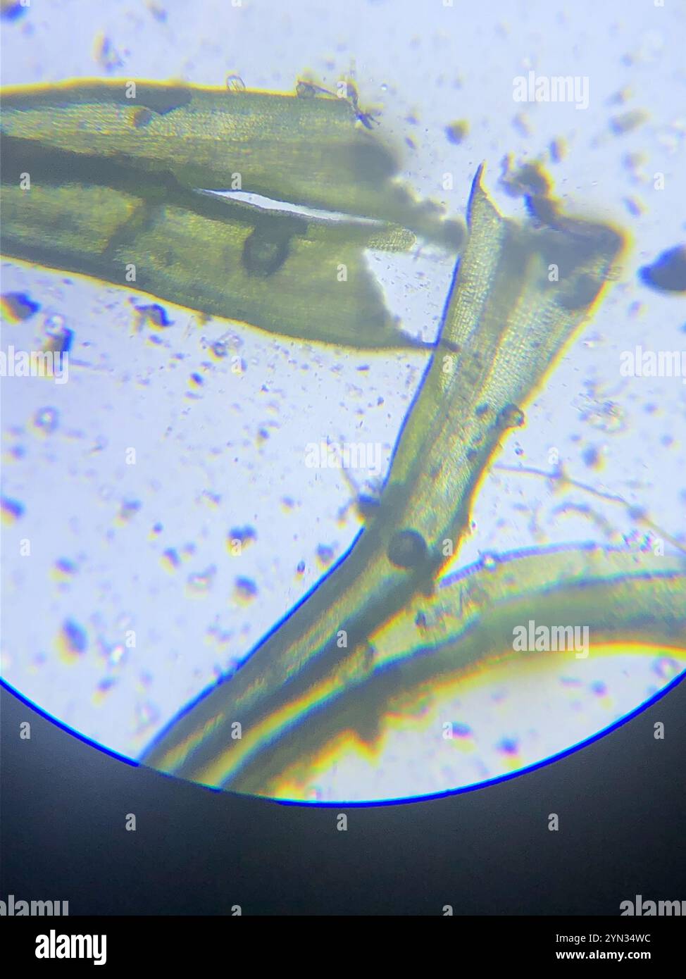 Green-tufted Stubble Moss (Weissia controversa Stock Photo - Alamy