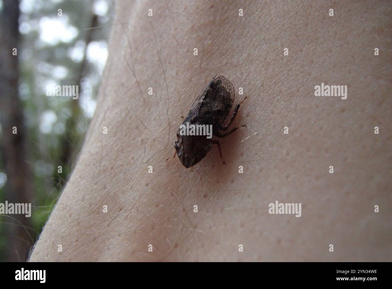 True Bugs, Hoppers, Aphids, and allies (Hemiptera Stock Photo - Alamy