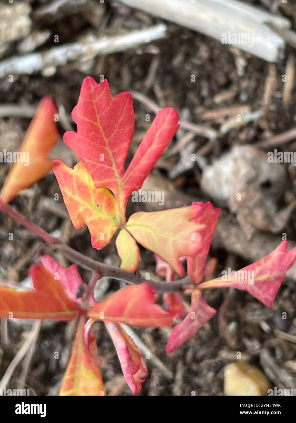 fragrant sumac (Rhus aromatica Stock Photo - Alamy
