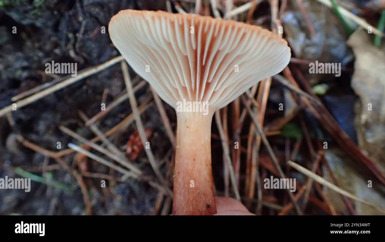 Liver Milkcap (Lactarius hepaticus Stock Photo - Alamy