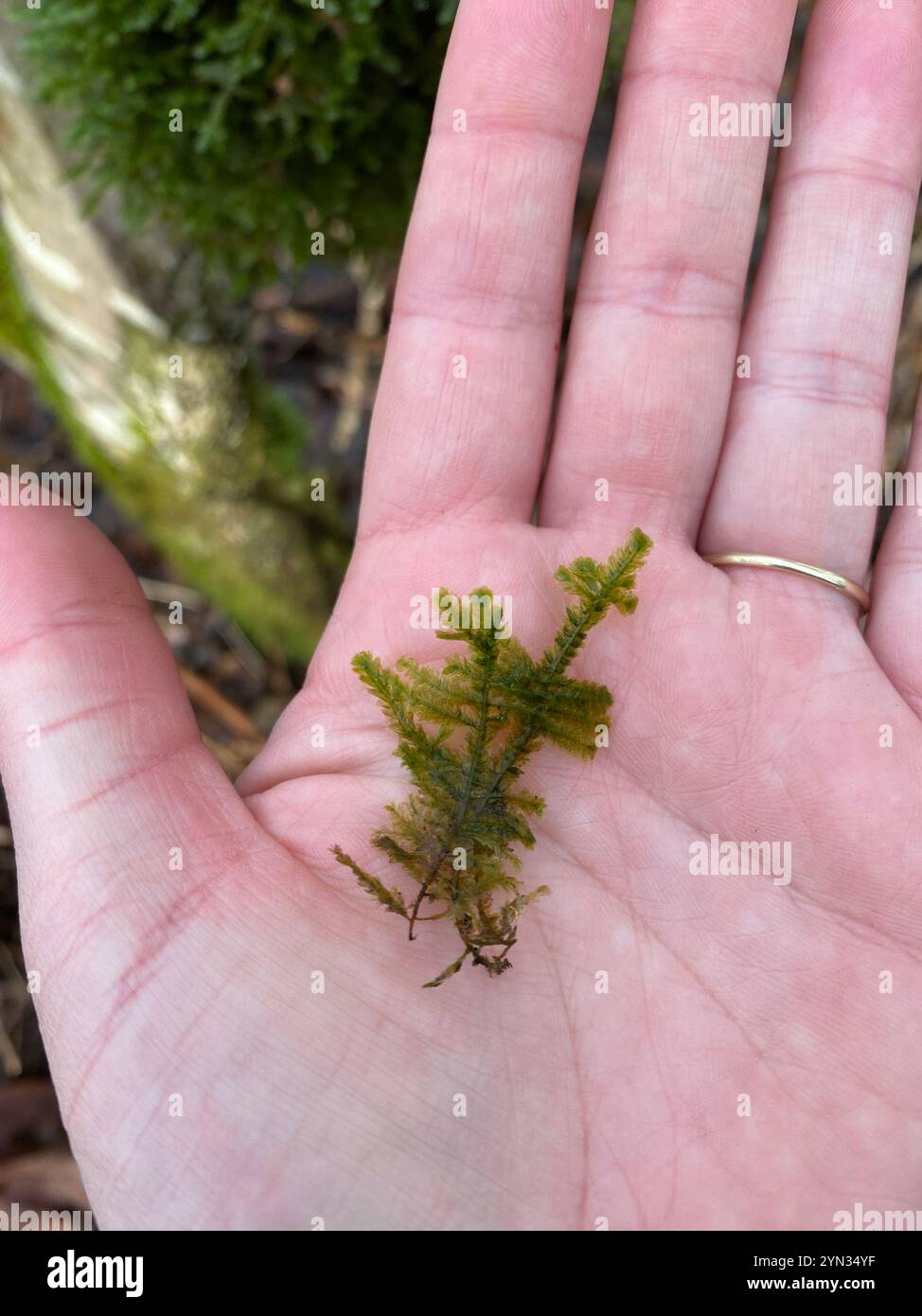 Neckera pennata hi-res stock photography and images - Alamy