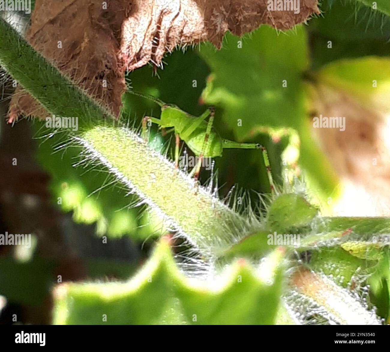 Australian Common Garden Katydid (Caedicia simplex Stock Photo - Alamy