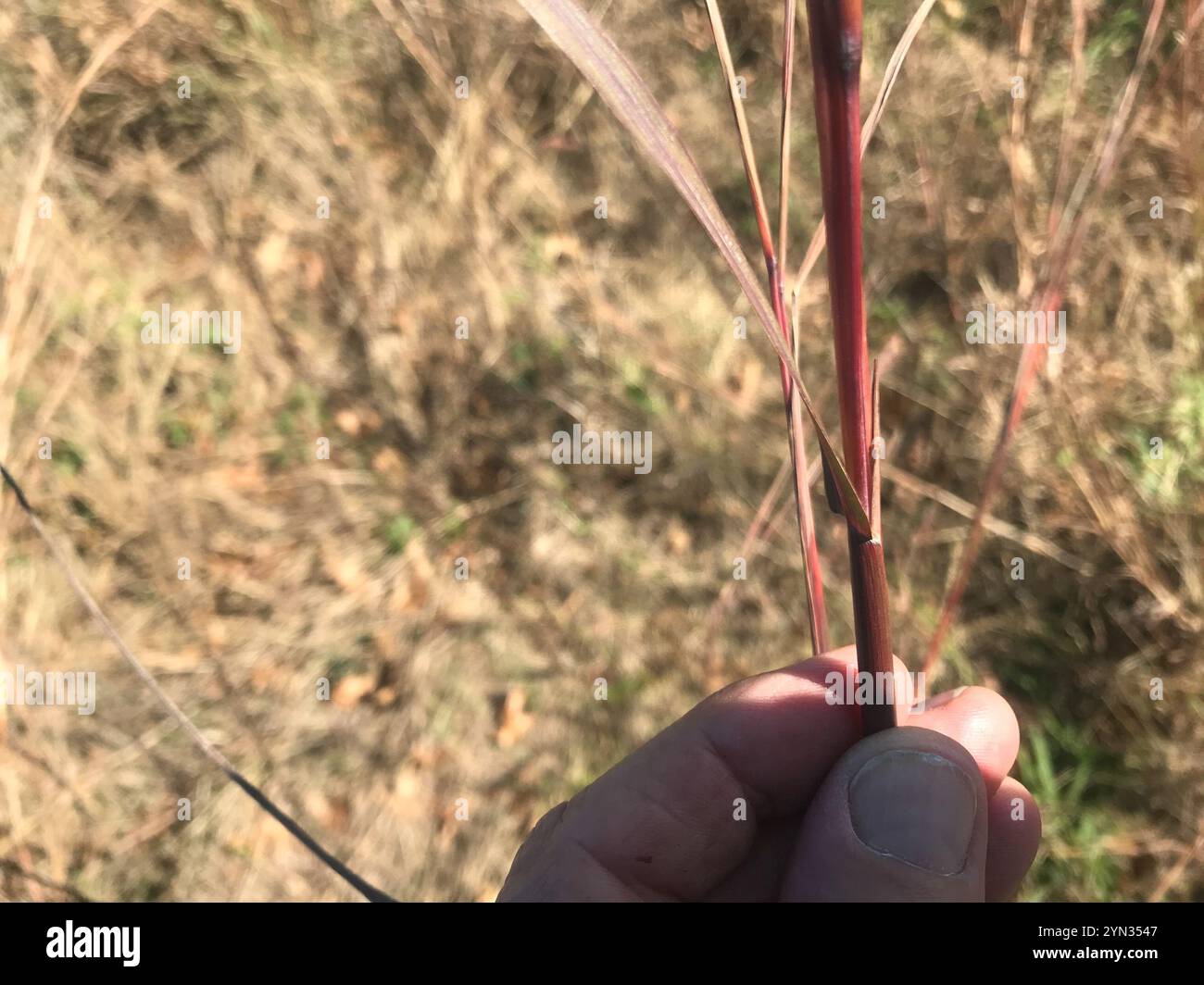 big bluestem (Andropogon gerardi Stock Photo - Alamy