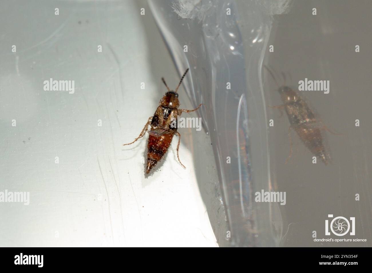 Lordithon hi-res stock photography and images - Alamy