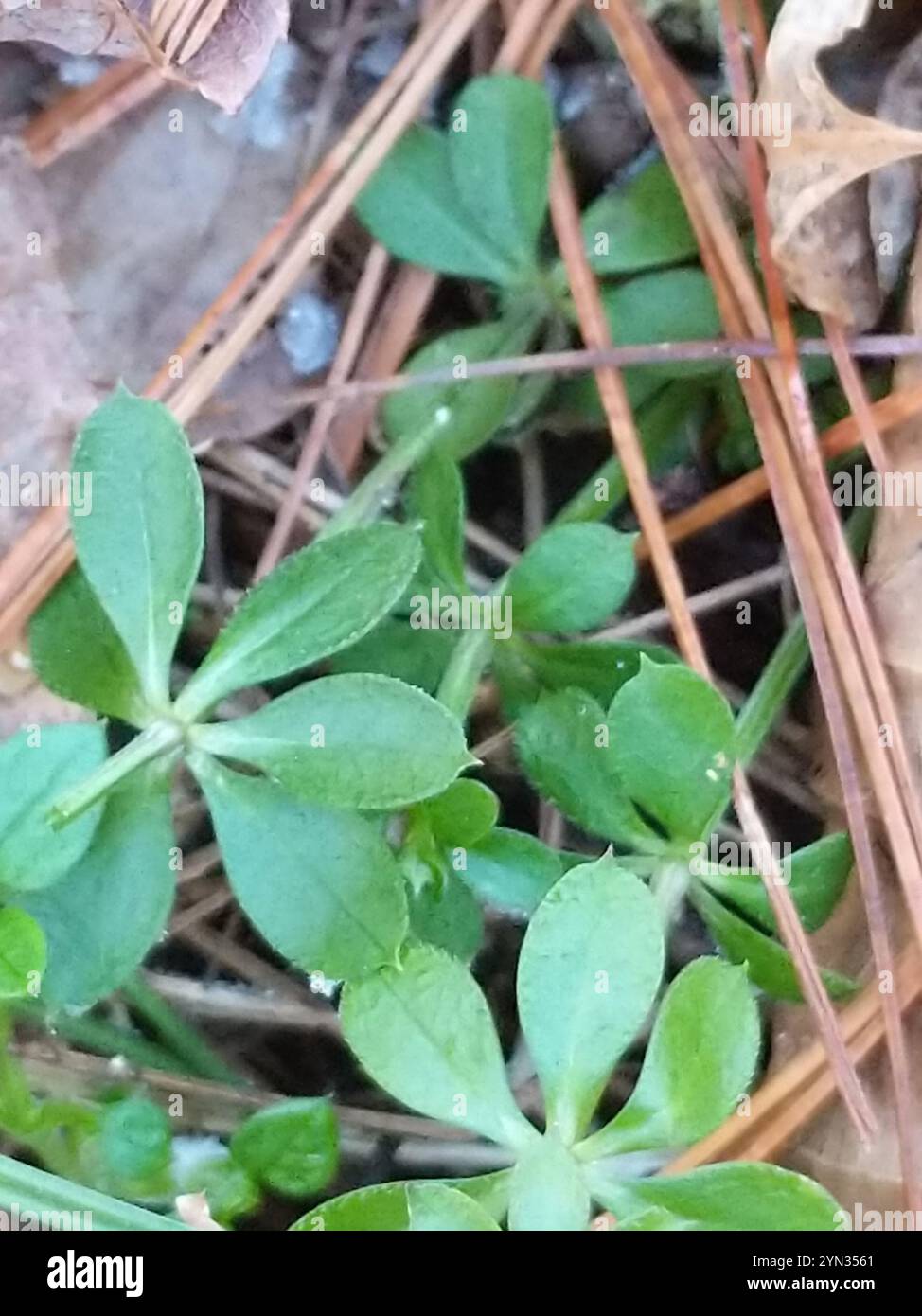 fragrant bedstraw (Galium triflorum Stock Photo - Alamy