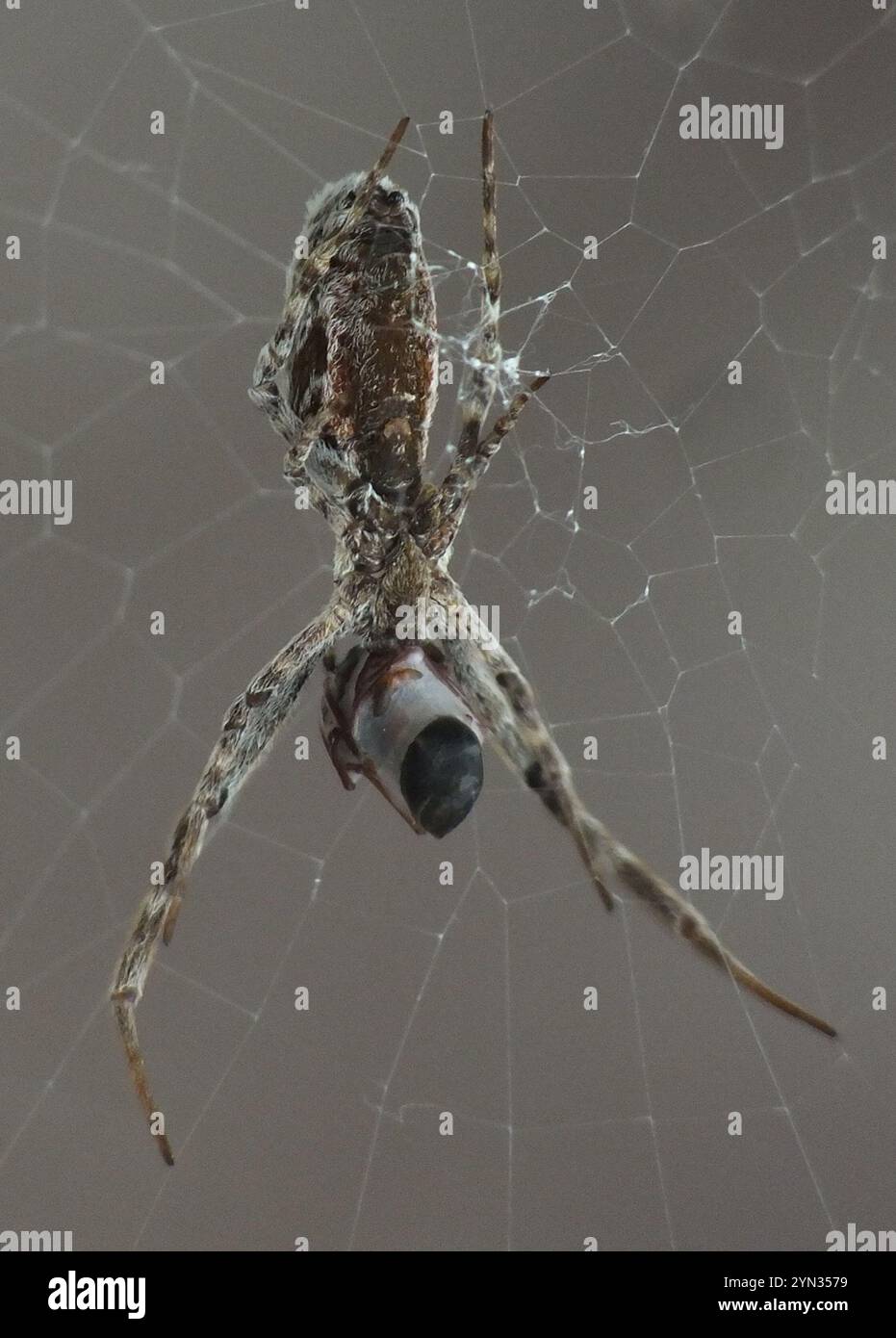 Walckenaer's Feather-legged Spider (Uloborus walckenaerius Stock Photo ...