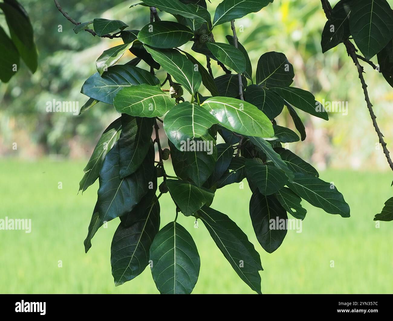 Hauili fig tree (Ficus septica Stock Photo - Alamy