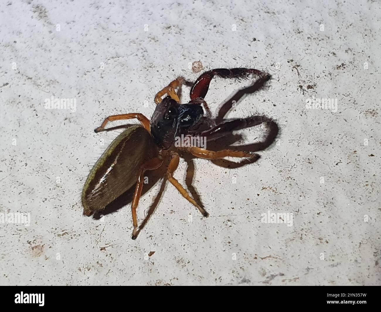 Black-headed Jumping Spider (Trite planiceps Stock Photo - Alamy