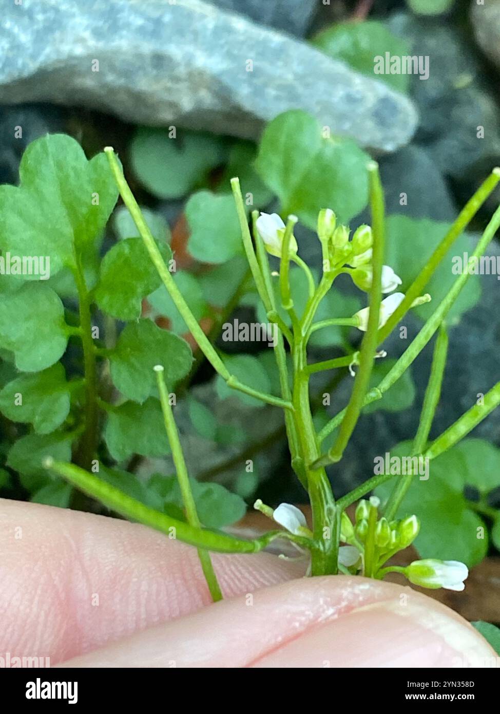hairy bittercress (Cardamine hirsuta Stock Photo - Alamy