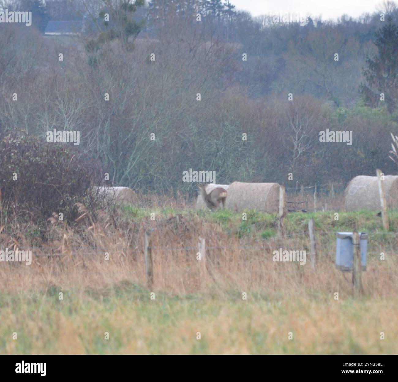 Western Roe Deer (Capreolus capreolus Stock Photo - Alamy