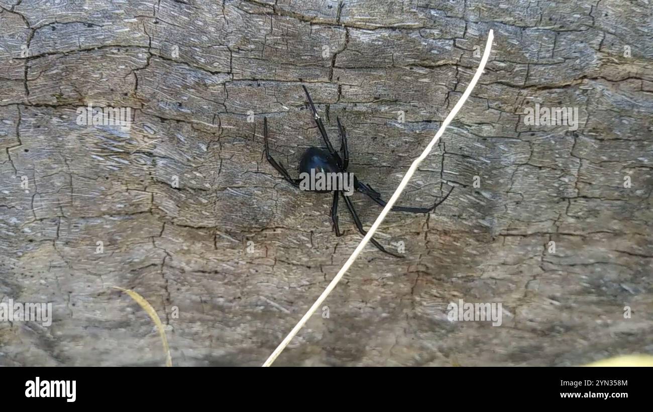 Southern Black Widow (Latrodectus mactans Stock Photo - Alamy