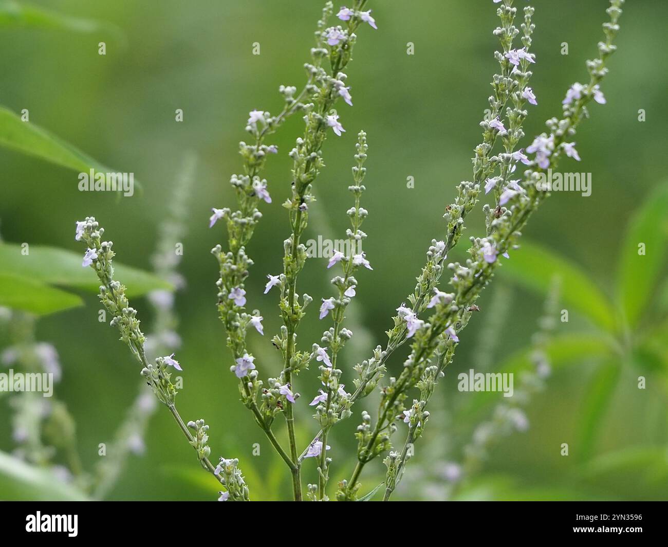 Five-leaved chaste tree (Vitex negundo Stock Photo - Alamy