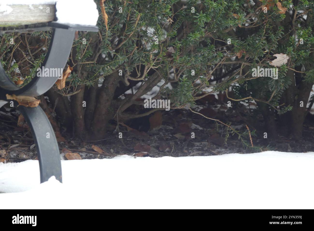 Spotted Towhee (Pipilo maculatus Stock Photo - Alamy