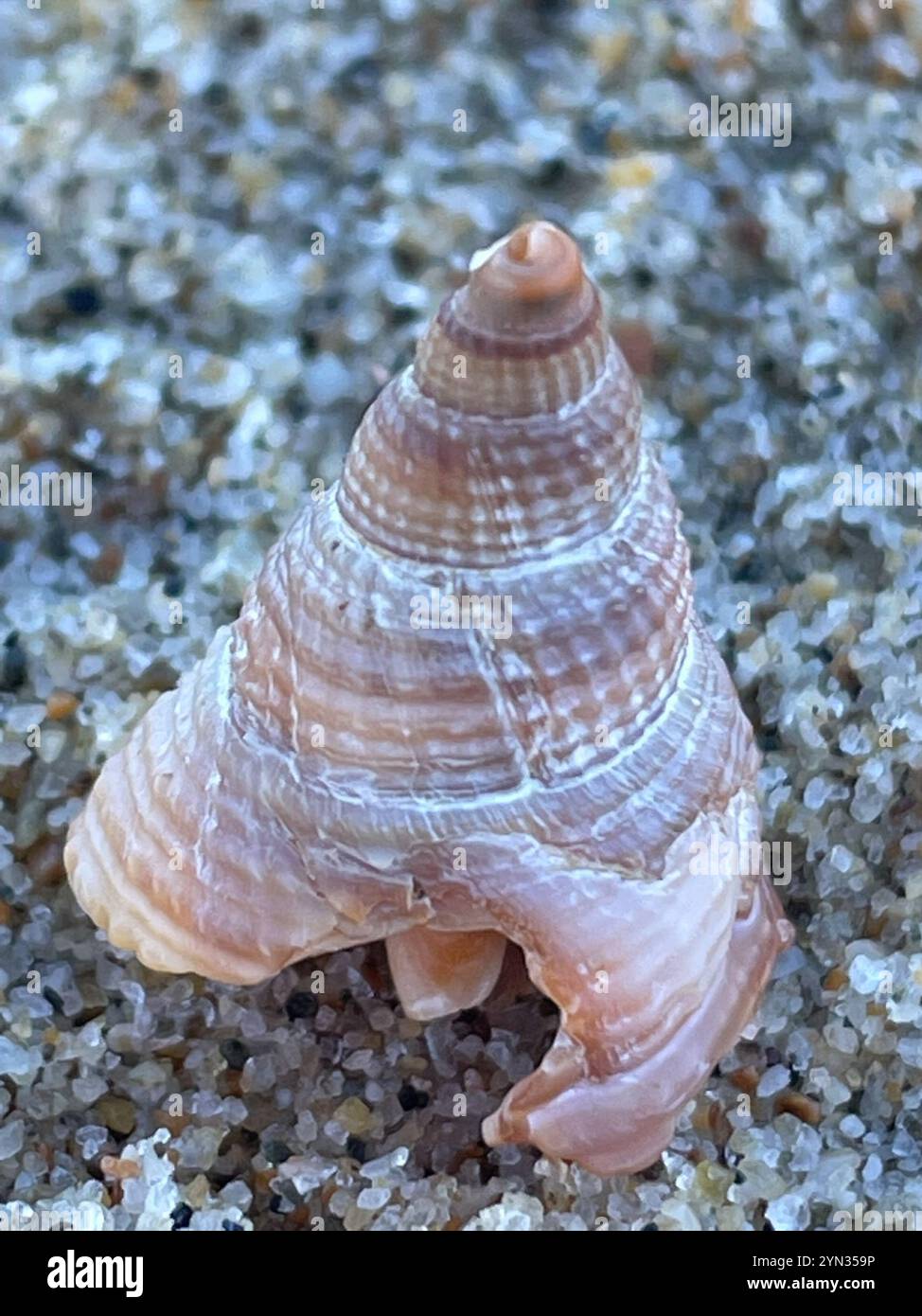 Fossata hi-res stock photography and images - Alamy