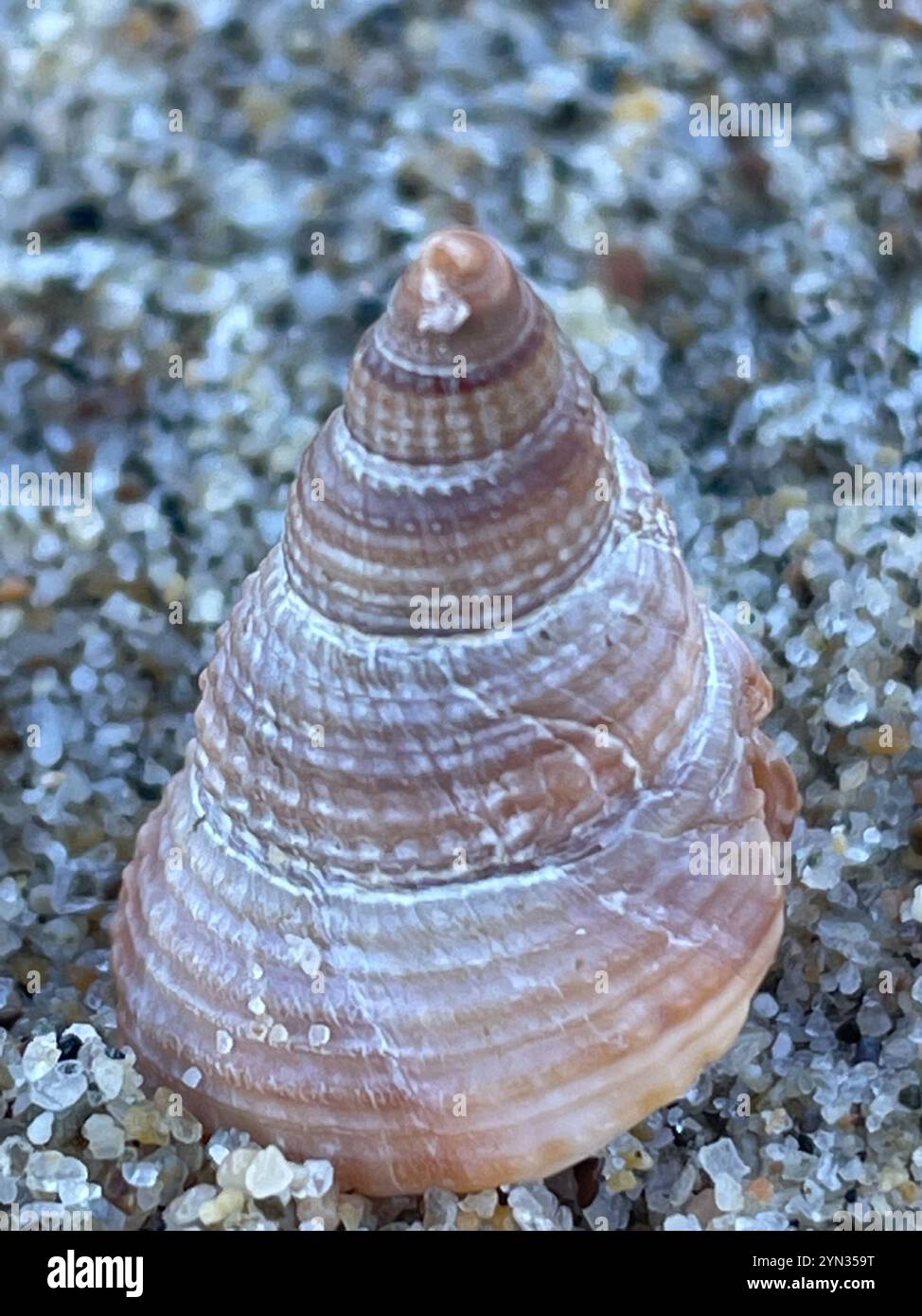 Channeled Basket Snail (Caesia fossata Stock Photo - Alamy