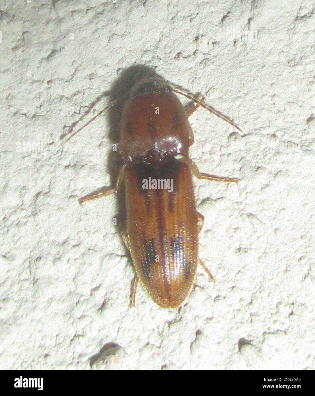 Click Beetles (Elateridae Stock Photo - Alamy