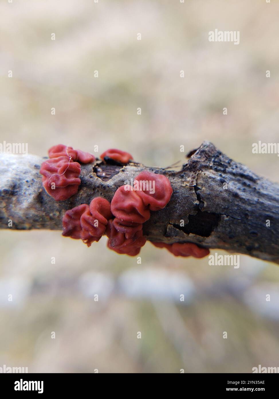 Red Tree Brain Fungus (Peniophora rufa Stock Photo - Alamy