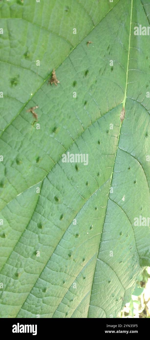 Scratchbush (Urera baccifera Stock Photo - Alamy