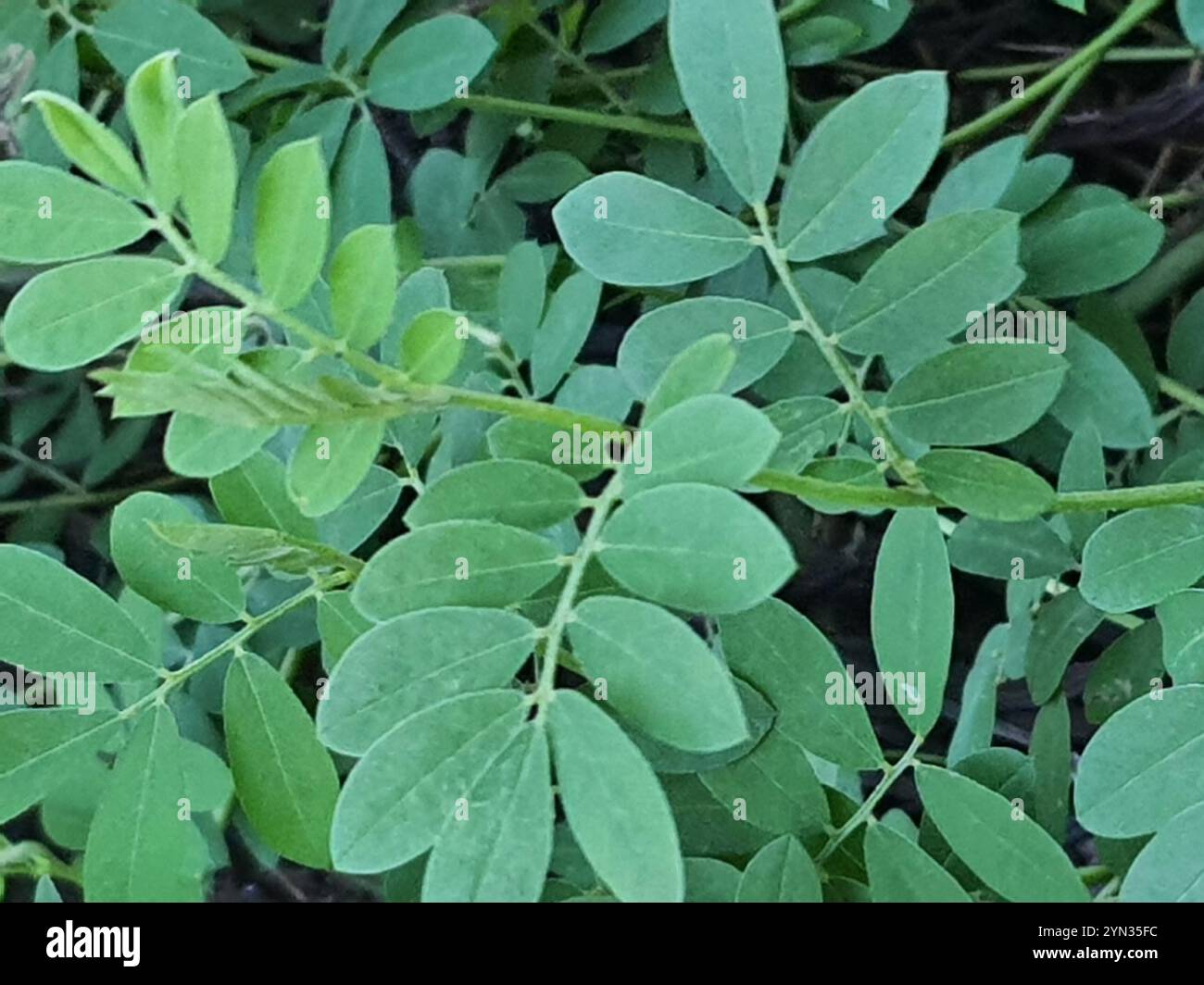 Creeping Indigo (Indigofera spicata Stock Photo - Alamy