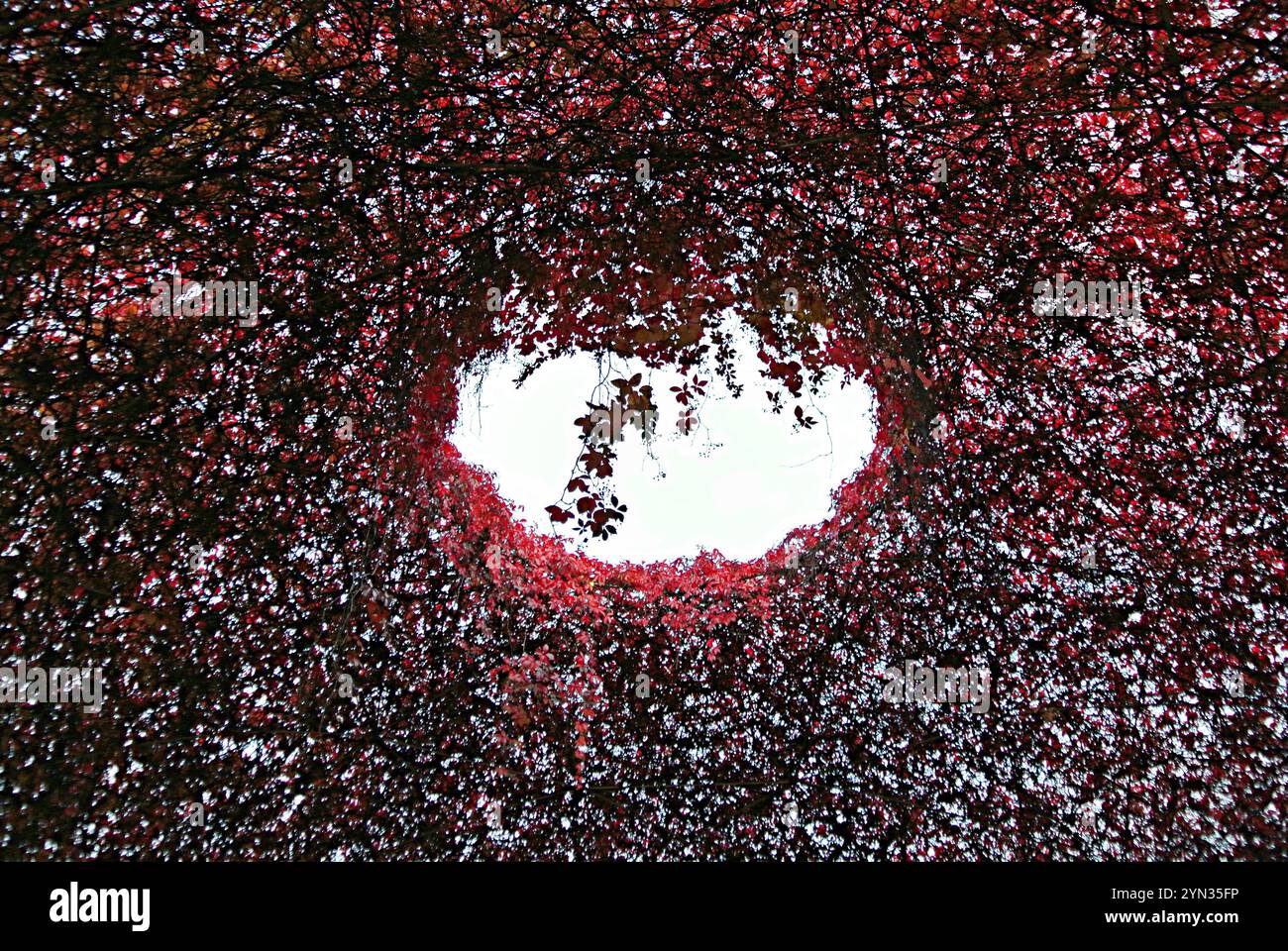 Vibrant autumn leaves create a canopy with a circular opening in the ...