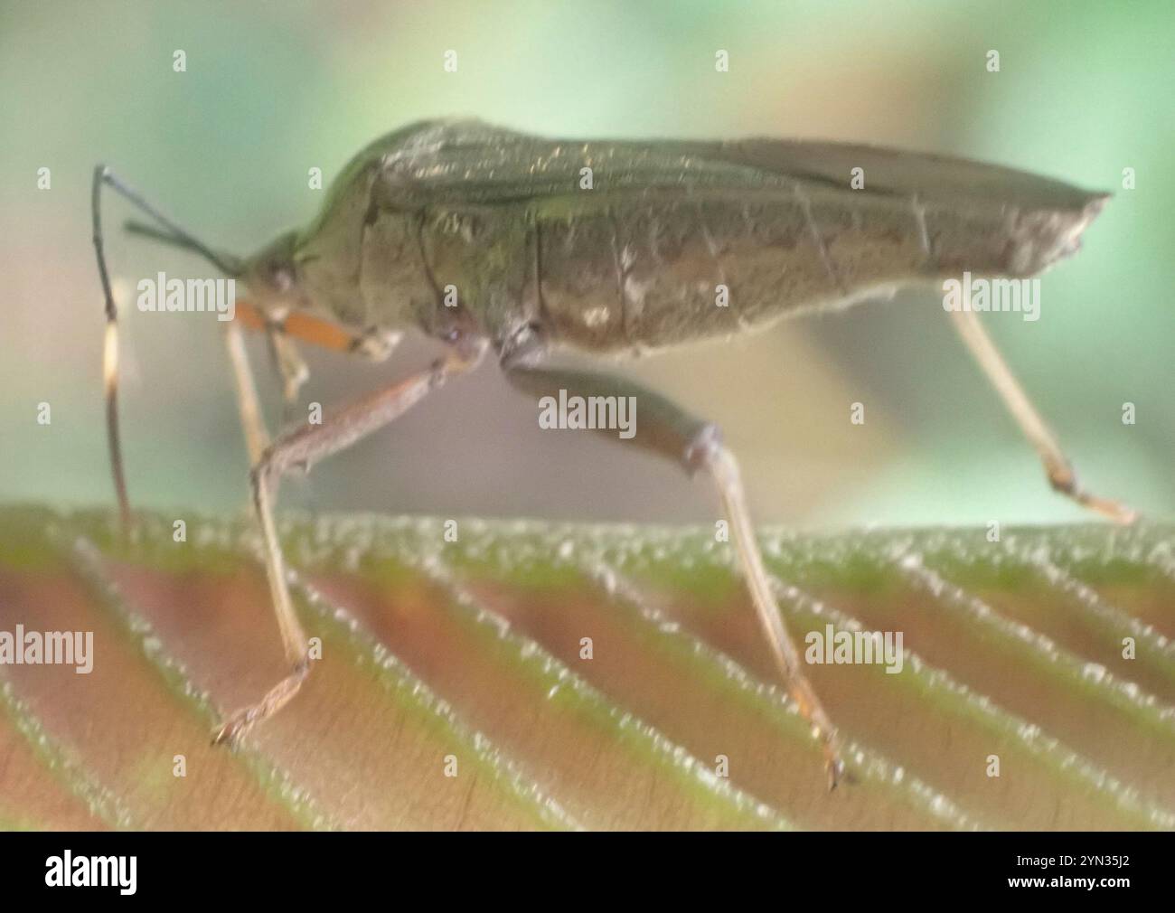 True Bugs (Heteroptera Stock Photo - Alamy