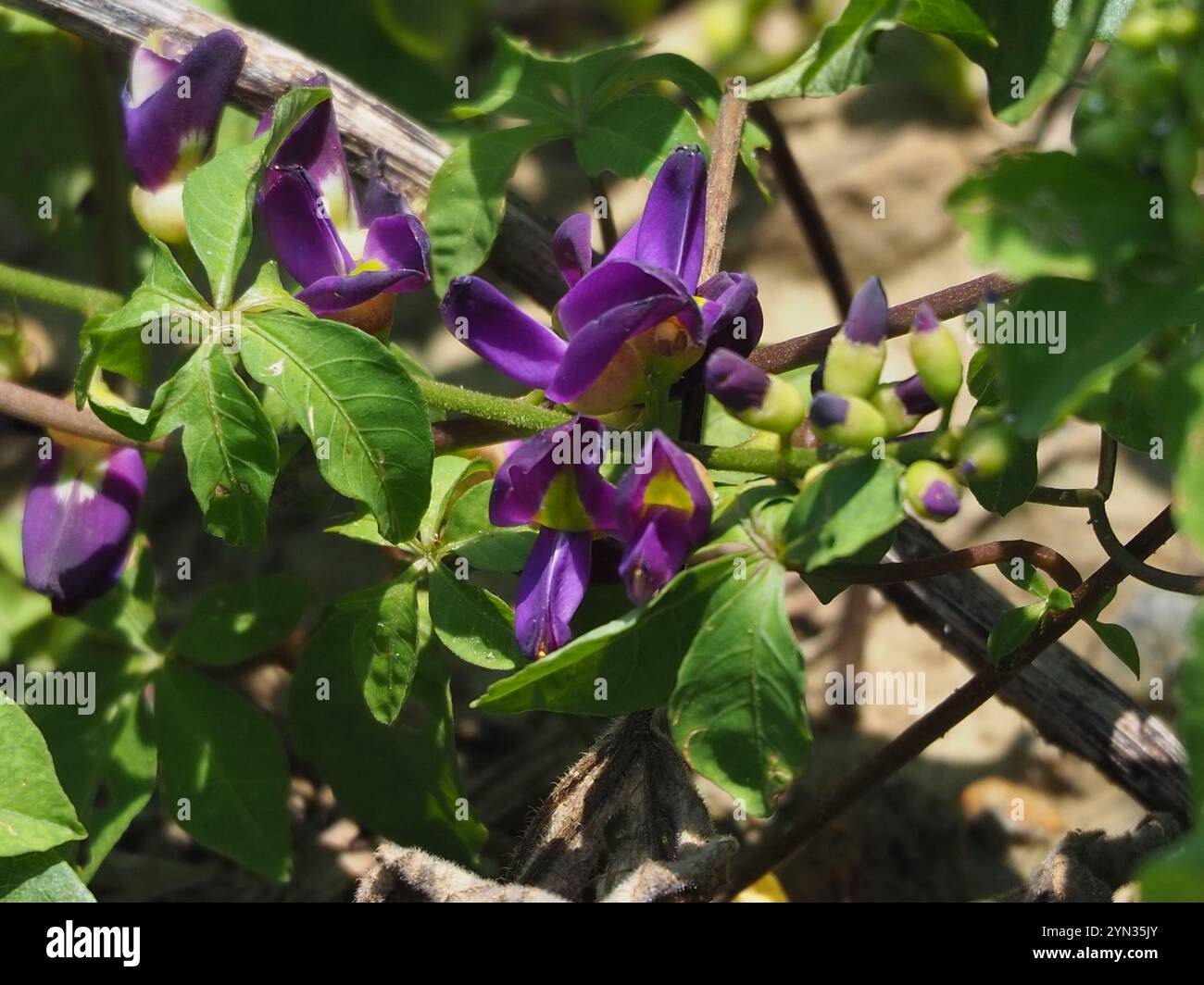 Evergreen Wisteria (Wisteriopsis reticulata Stock Photo - Alamy