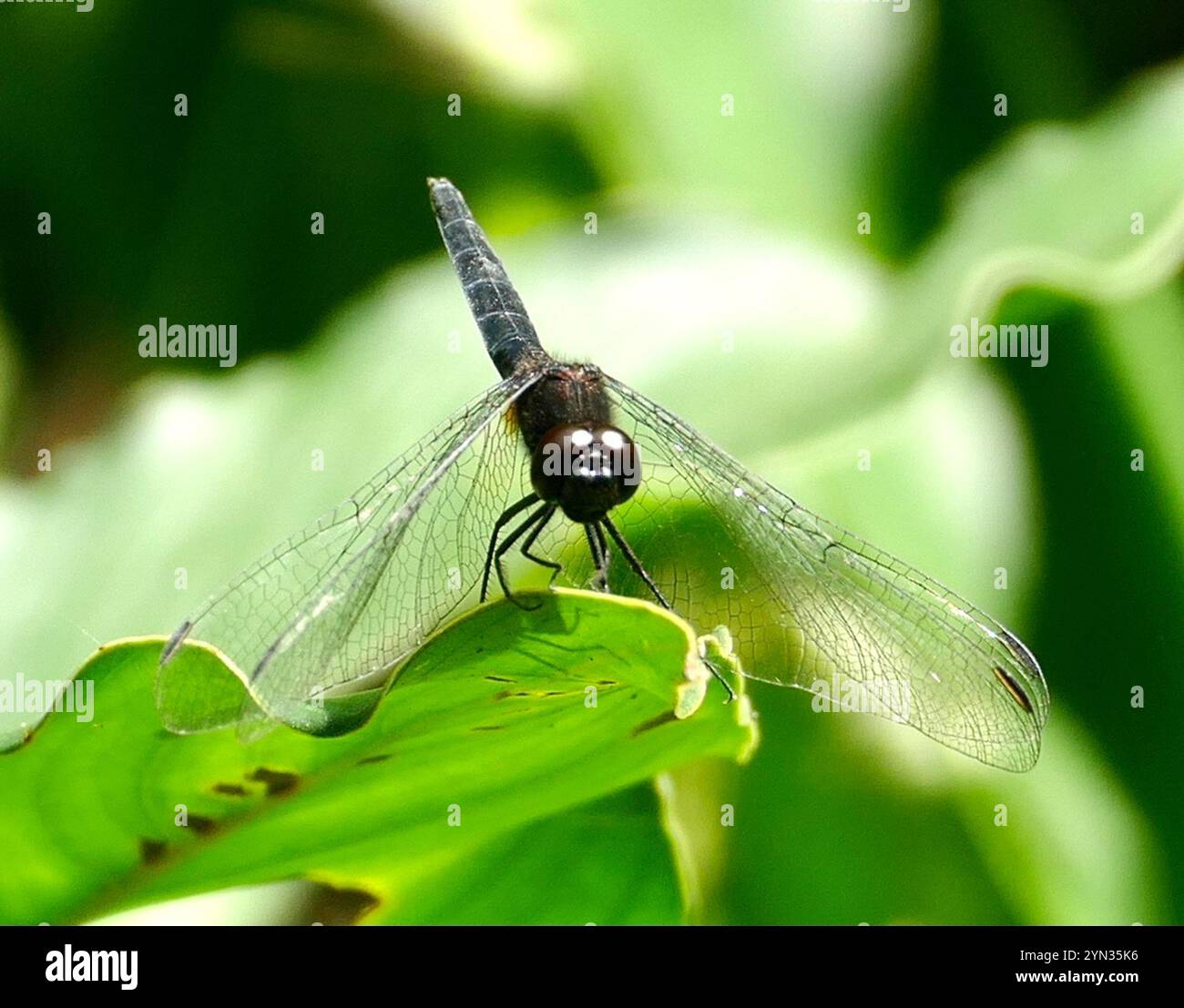 Black Dropwing (Trithemis dichroa Stock Photo - Alamy