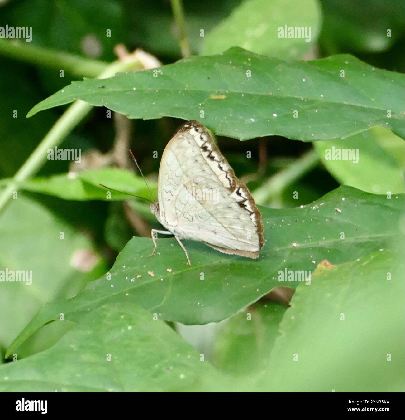 Druryi hi-res stock photography and images - Alamy