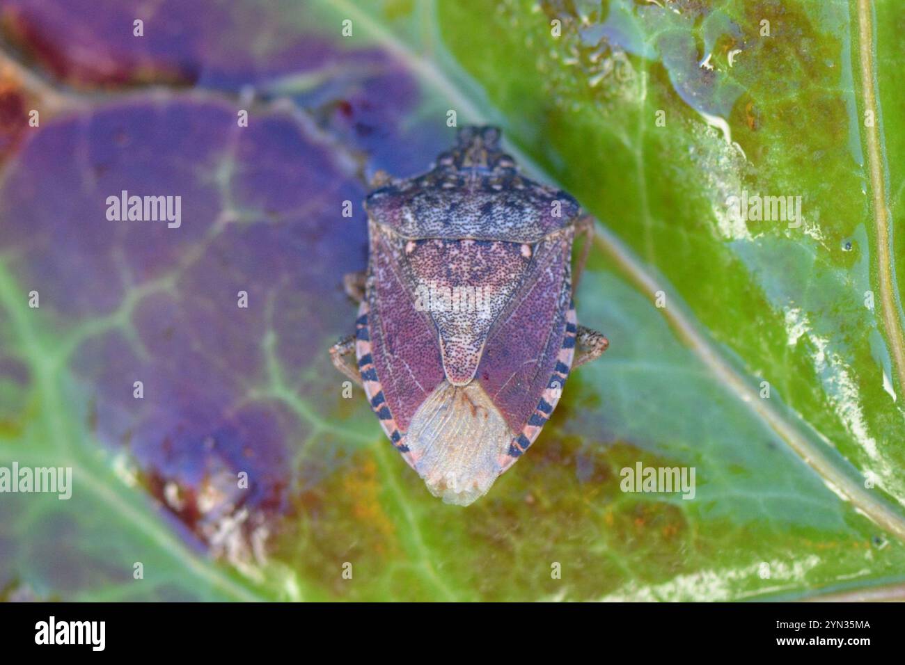 Brown Marmorated Stink Bug (Halyomorpha halys Stock Photo - Alamy