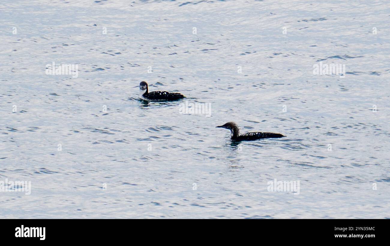 Pacific Loon (Gavia pacifica Stock Photo - Alamy