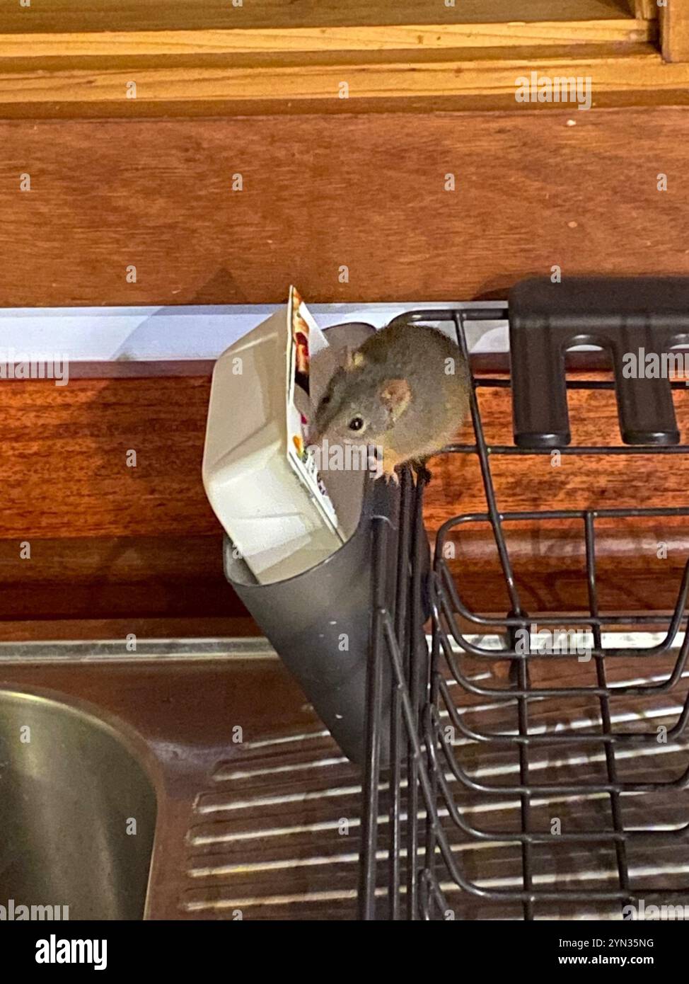 Yellow-footed Antechinus (Antechinus flavipes Stock Photo - Alamy